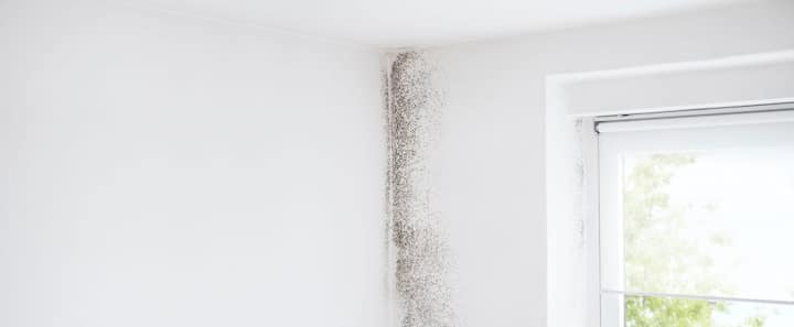 Mold Removal & Remediation Services Near Me In Fort Smith, AR